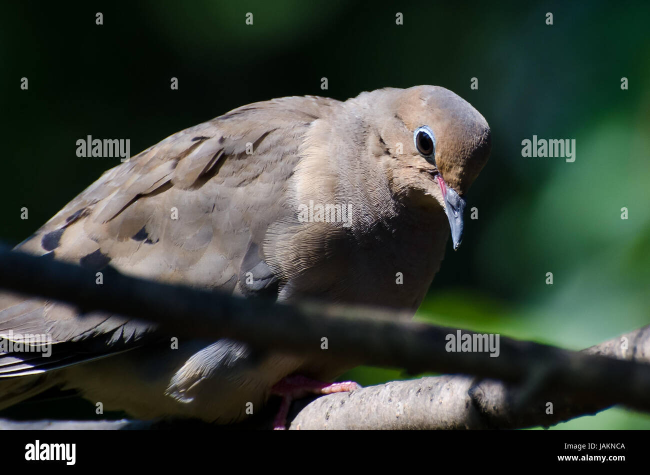 Sad and Introspective Mourning Dove Perched in a Tree Stock Photo - Alamy