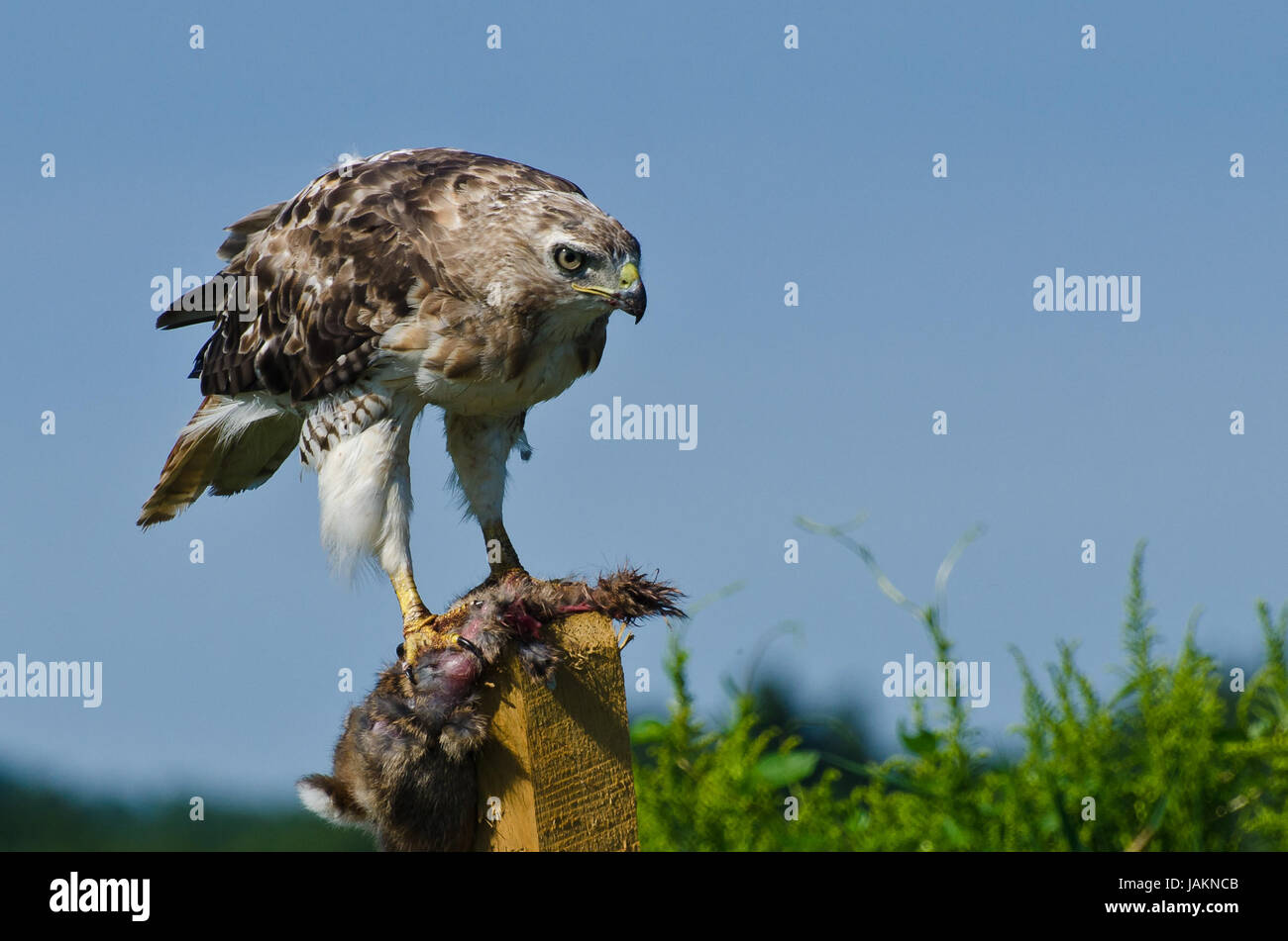 Red-Tailed Hawk With Captured Prey Stock Photo - Alamy