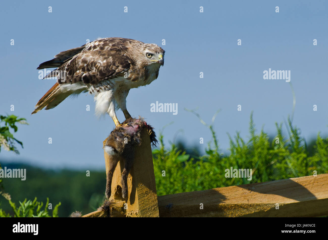 Red-Tailed Hawk With Captured Prey Stock Photo - Alamy