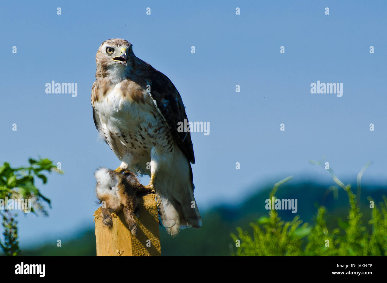 Red-Tailed Hawk With Captured Prey Stock Photo - Alamy