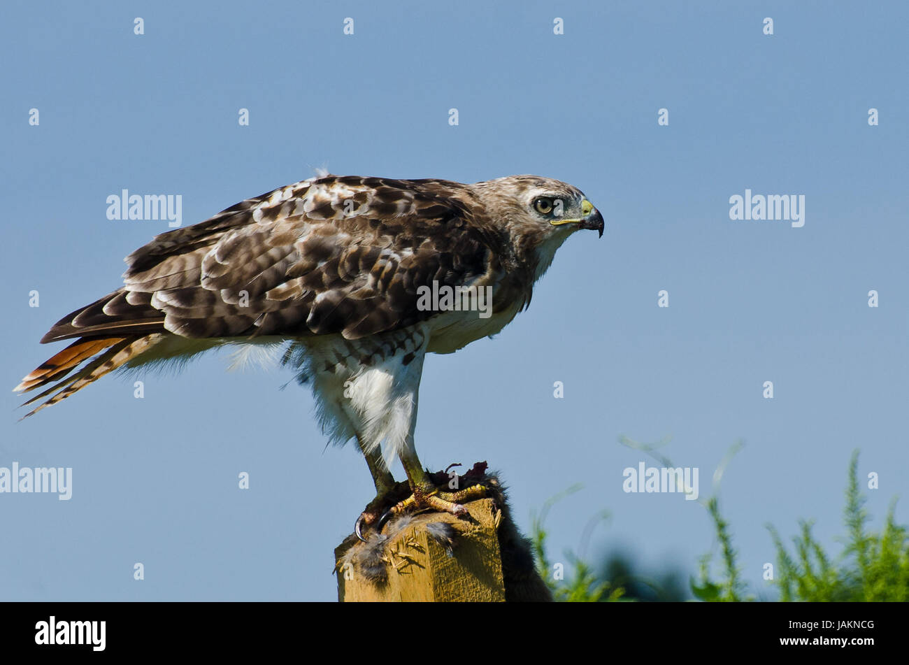 Red-Tailed Hawk Profile Stock Photo - Alamy
