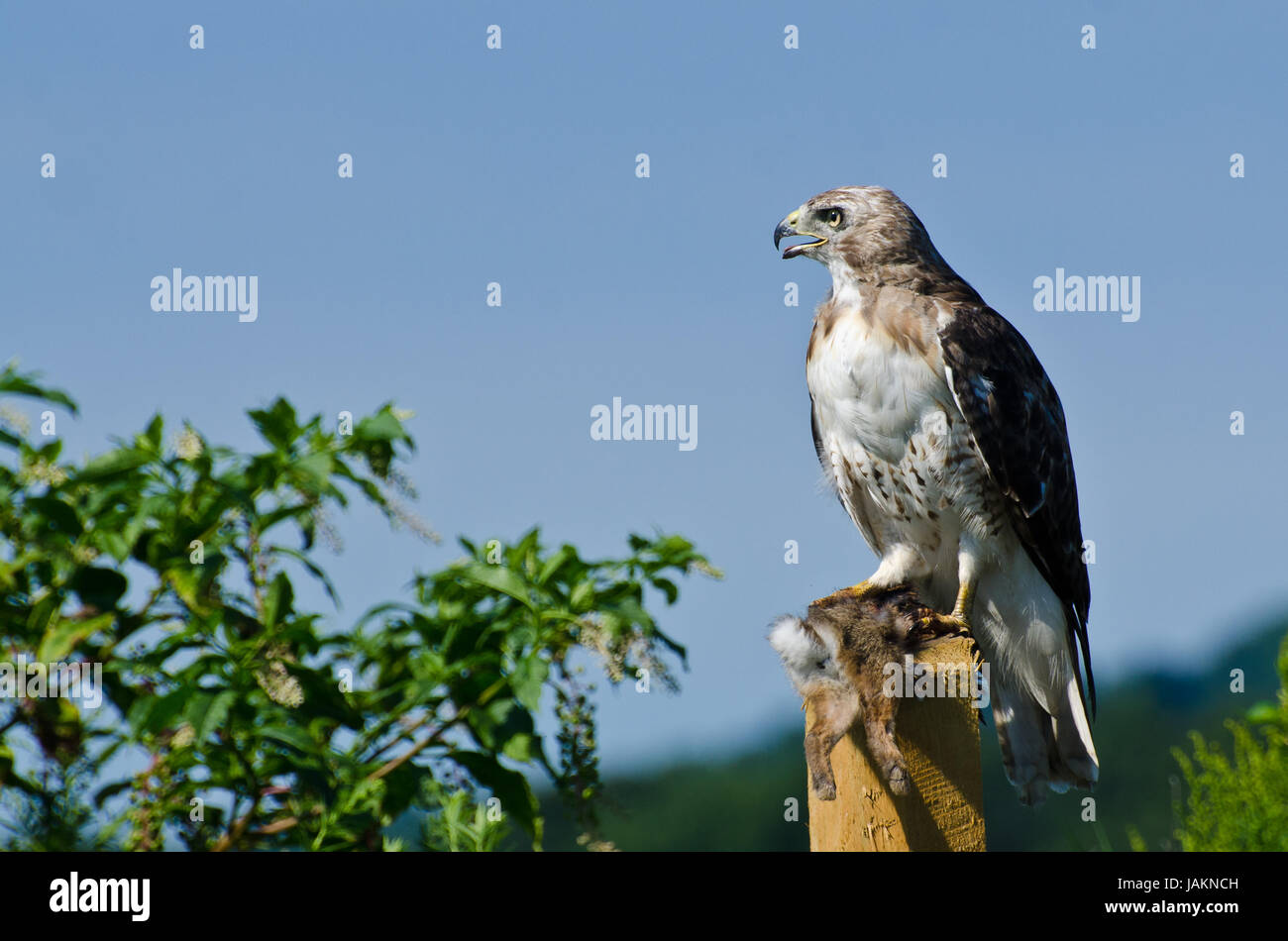Red-Tailed Hawk With Captured Prey Stock Photo - Alamy
