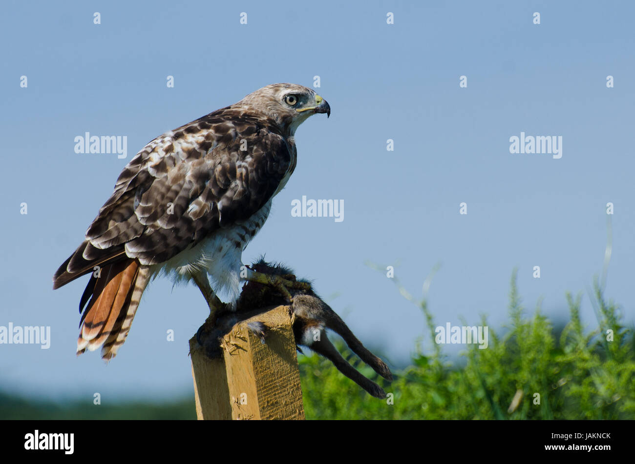 Red-Tailed Hawk With Captured Prey Stock Photo - Alamy