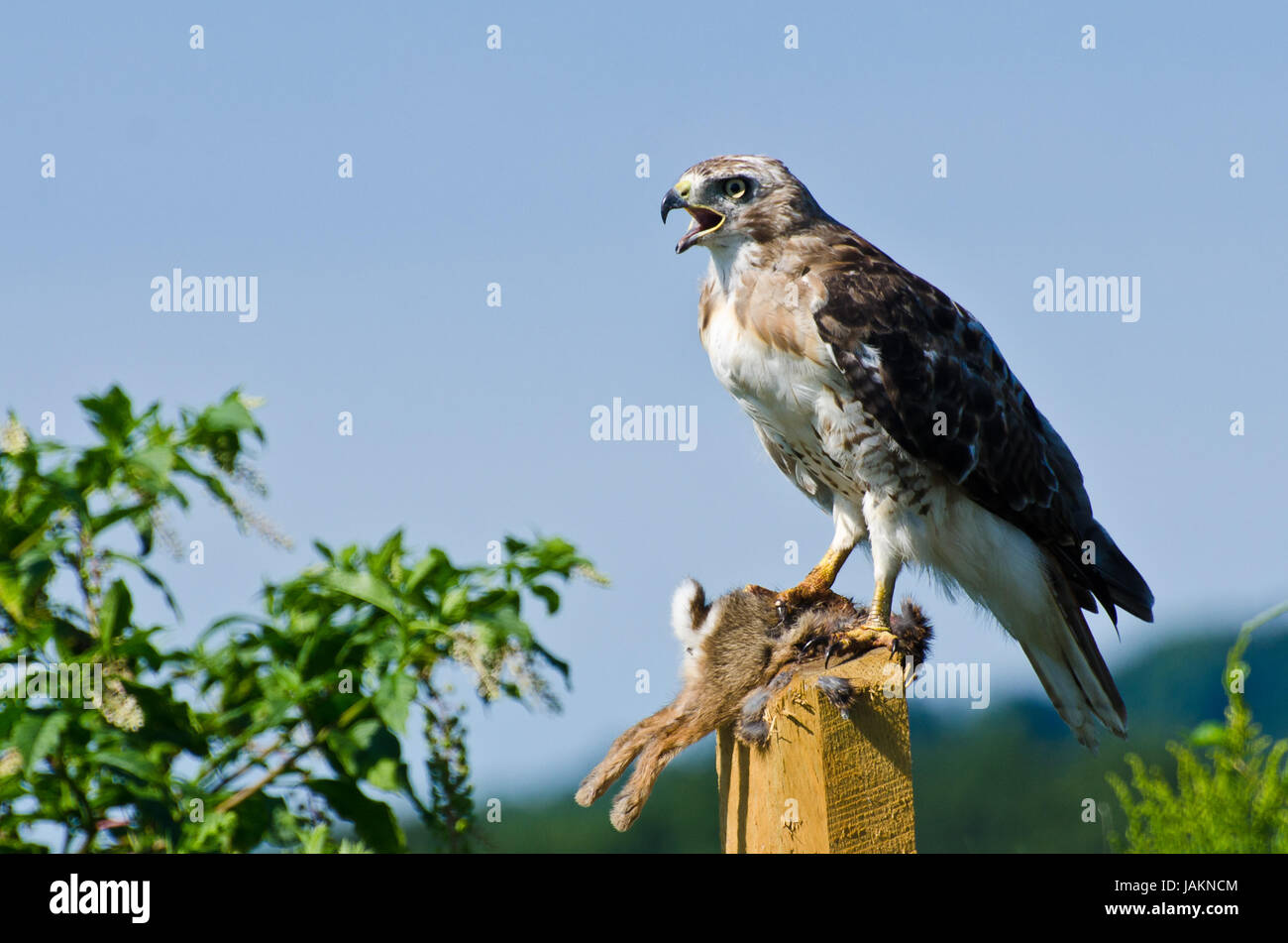 Red-Tailed Hawk With Captured Prey Stock Photo - Alamy