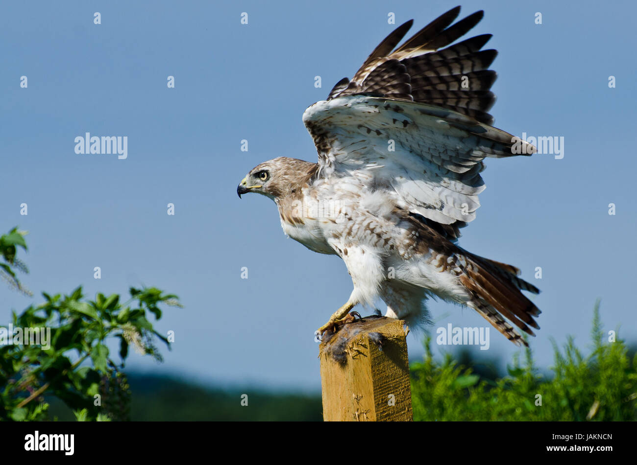 Red-Tailed Hawk Taking to Flight Stock Photo - Alamy