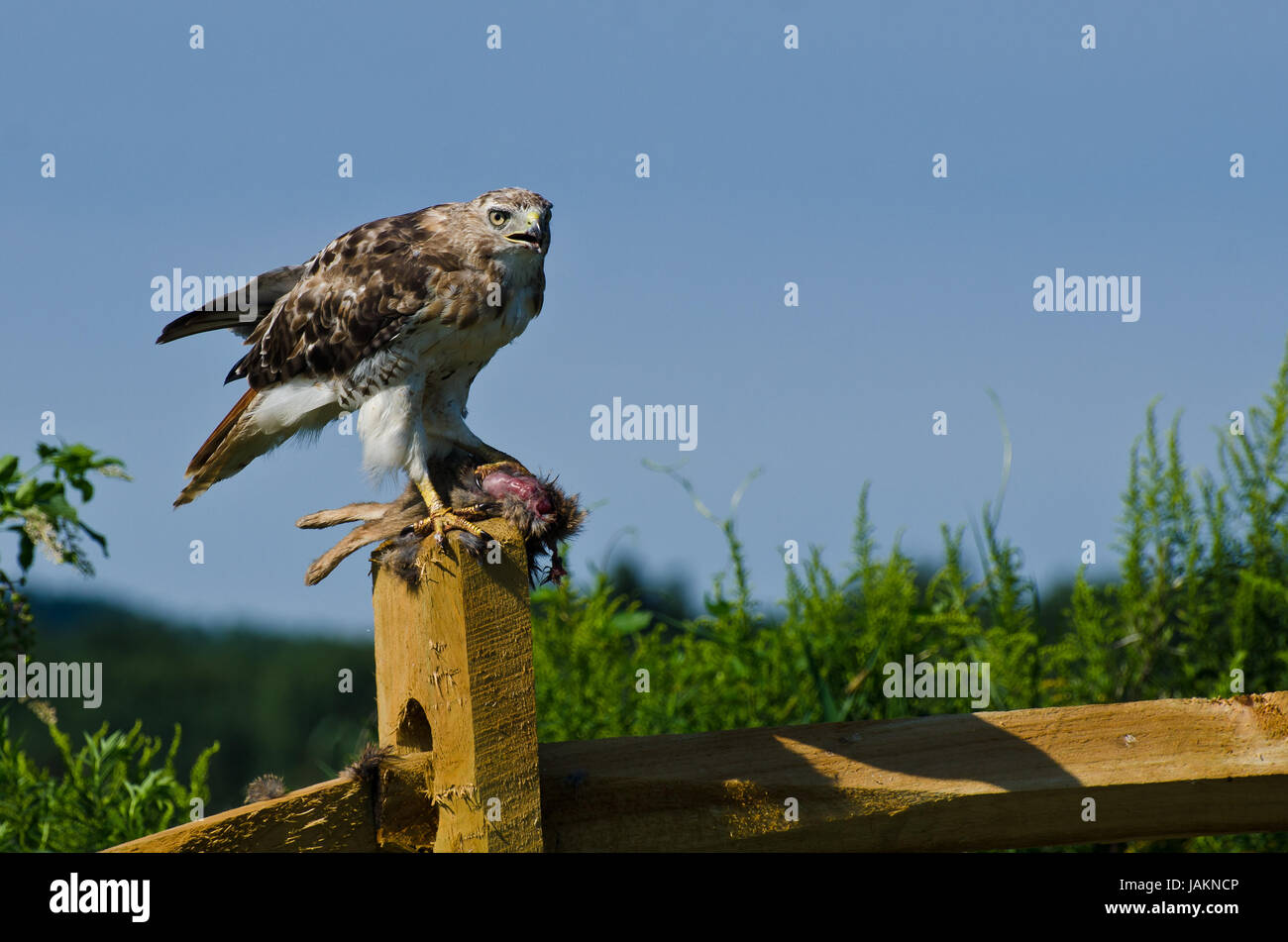 Red-Tailed Hawk With Captured Prey Stock Photo - Alamy