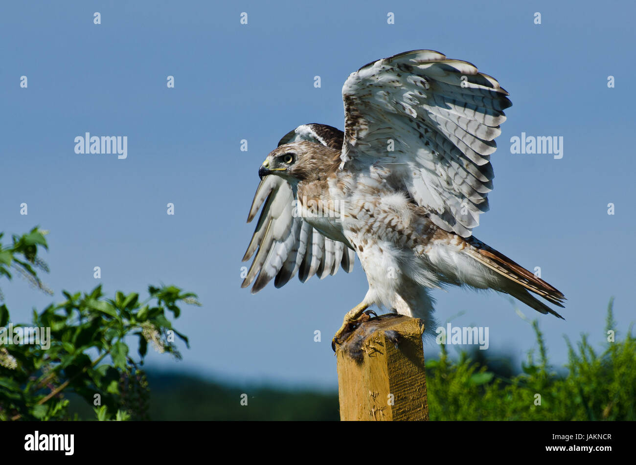 Red-Tailed Hawk Taking to Flight Stock Photo - Alamy