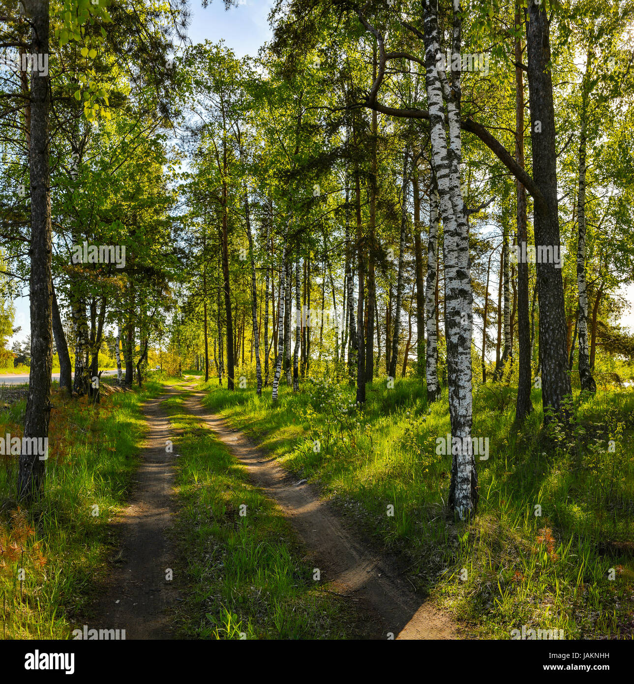 Summer morning on the forest road Stock Photo - Alamy
