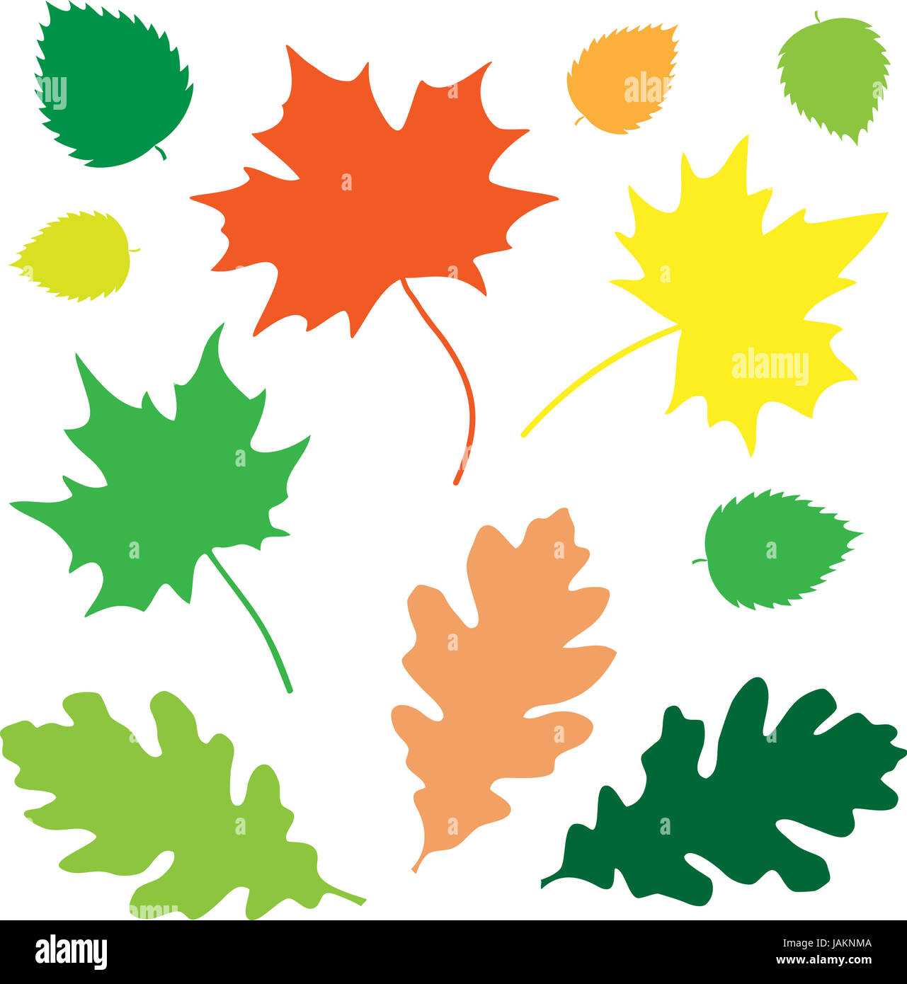Oak and maple leaves on the white background Stock Photo - Alamy