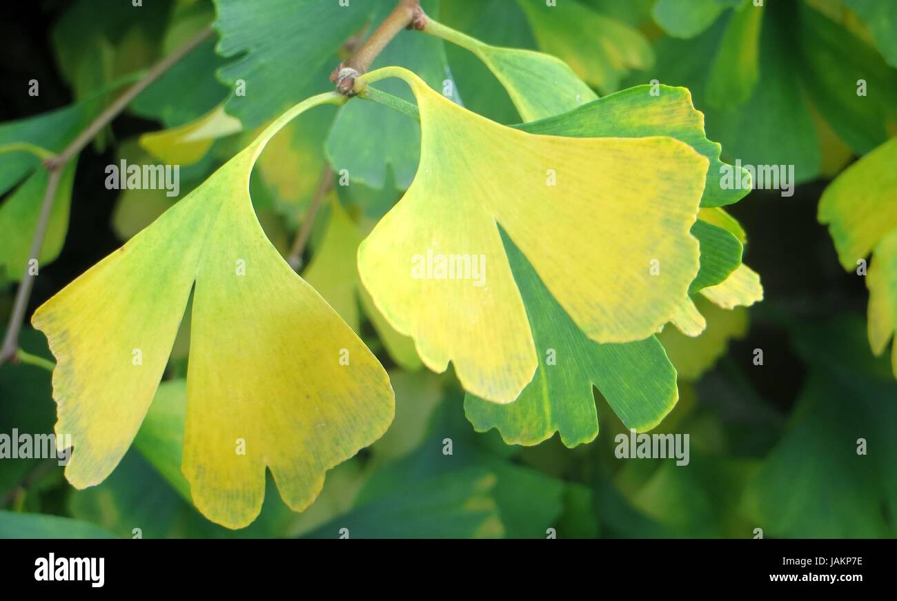 Gingko biloba pendula hi-res stock photography and images - Alamy