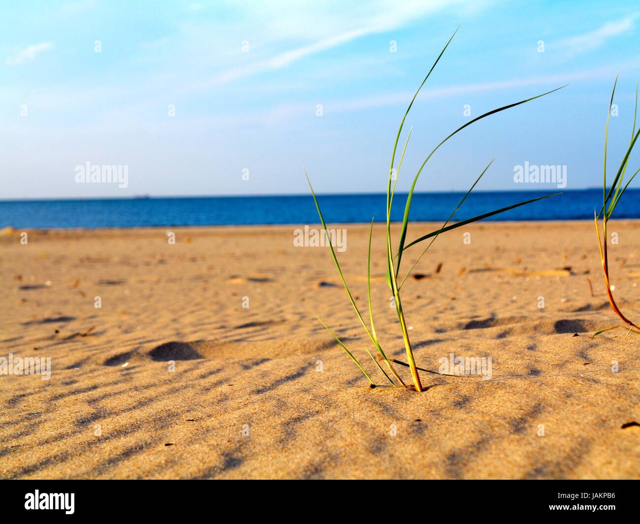 Baltic sea with grassy sand dunes in the foreground. Beach and water ...