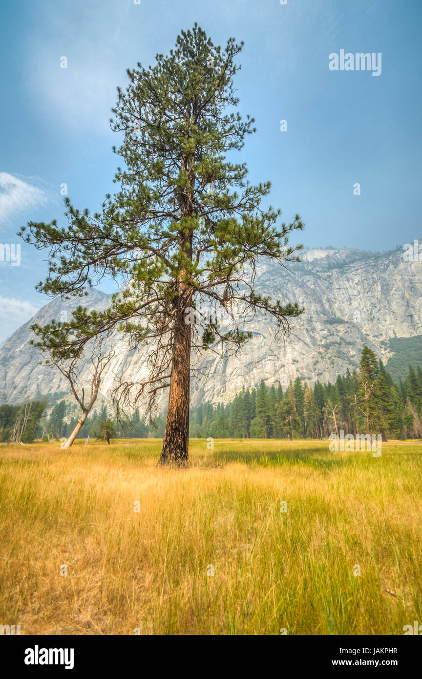 Yosemite lonley tree in meadow with mountain in background Stock Photo ...