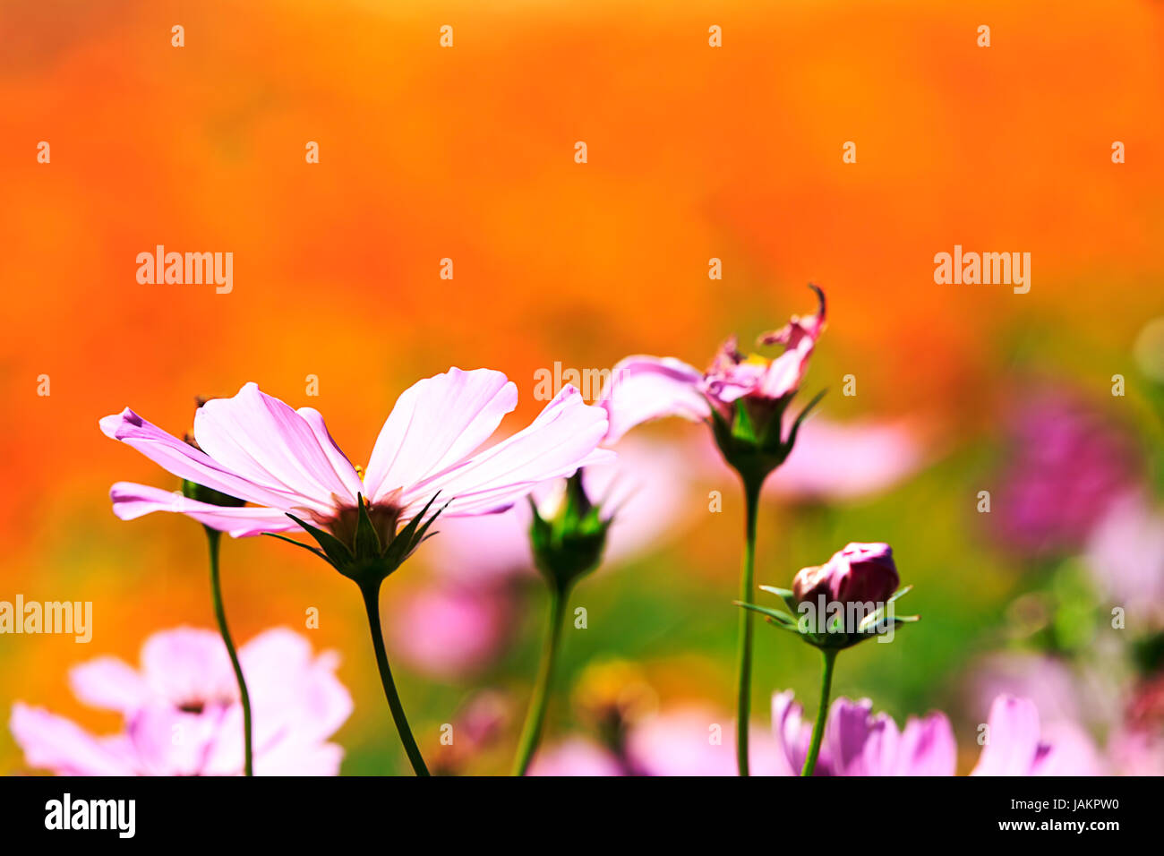 life partnership summer Stock Photo - Alamy
