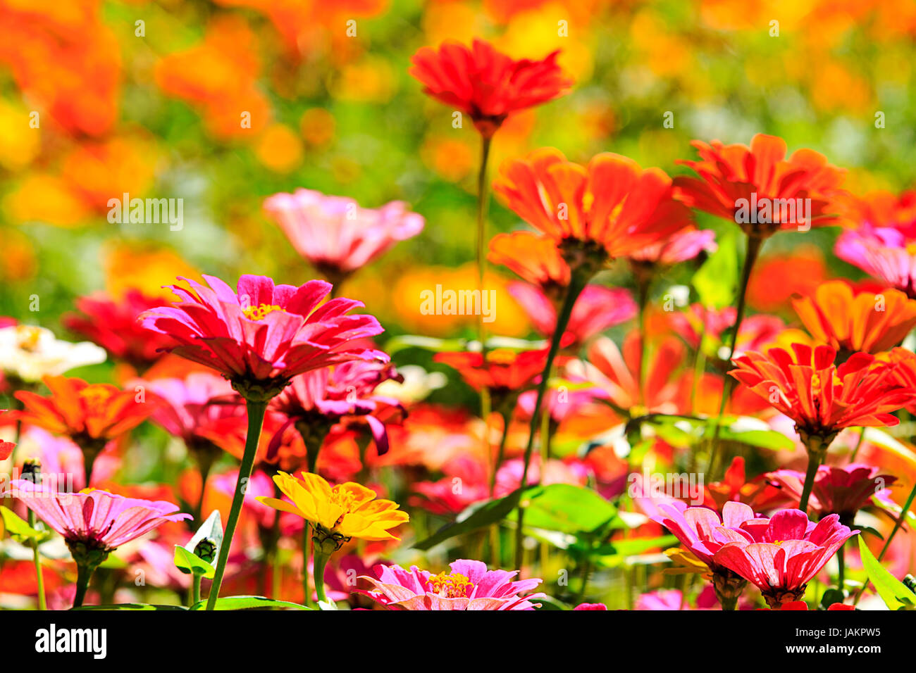 life partnership summer Stock Photo - Alamy