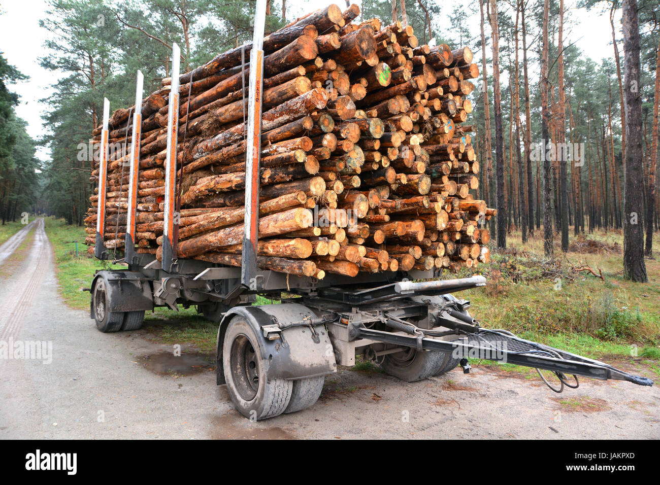 sawed-off tree trunks ready for transport Stock Photo - Alamy