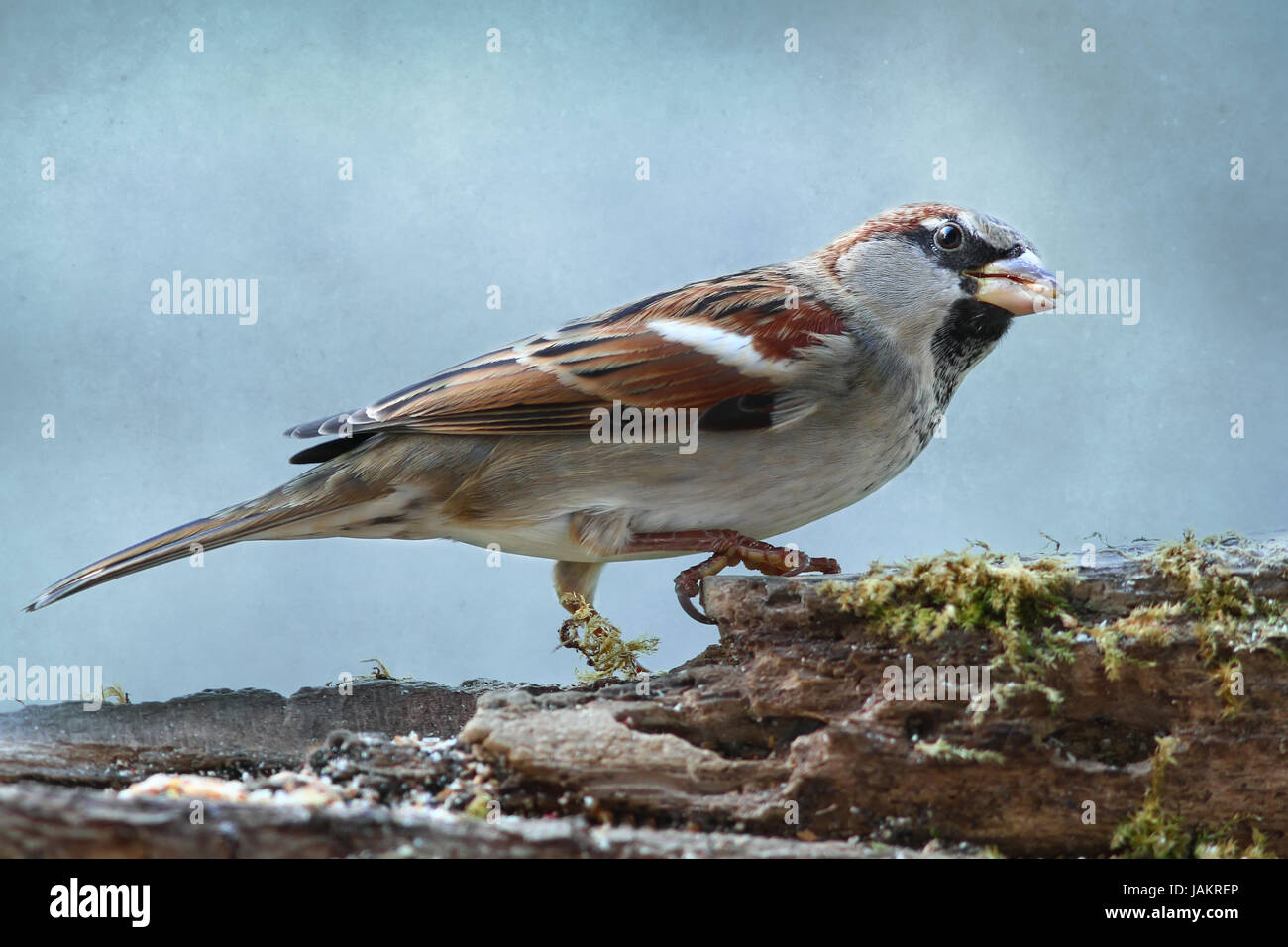 the sparrow (passeridae Stock Photo - Alamy