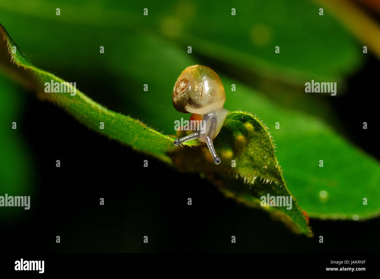 Molluscan world hi-res stock photography and images - Alamy
