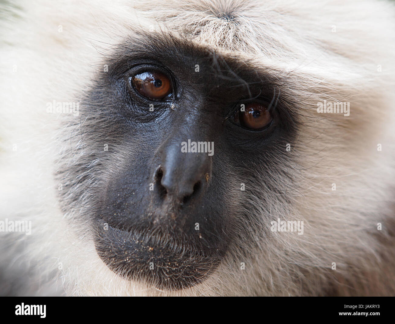 closeup portrait of sead monkey Stock Photo - Alamy
