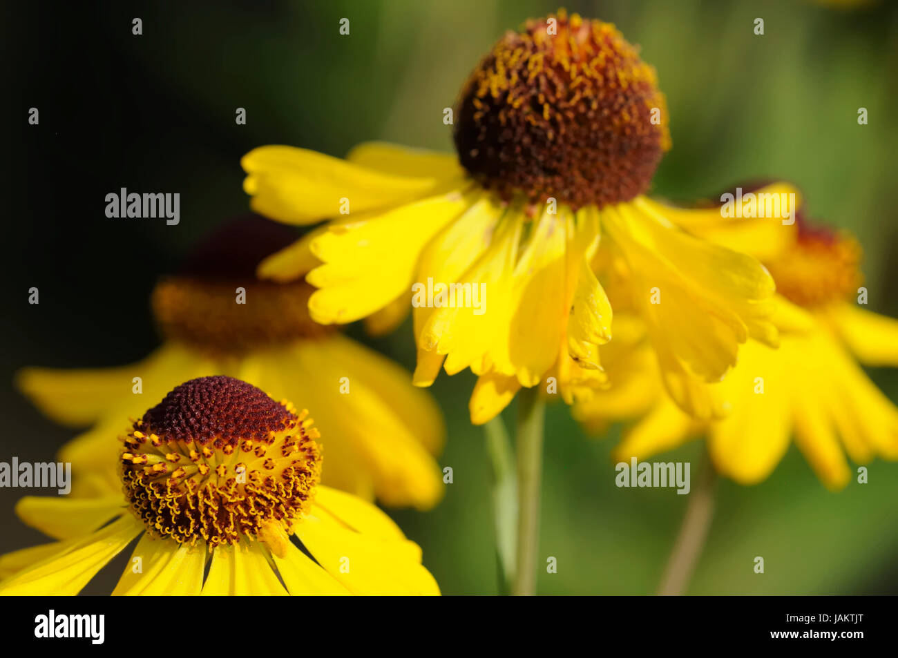 Blossoms of sneezeweed hi-res stock photography and images - Alamy