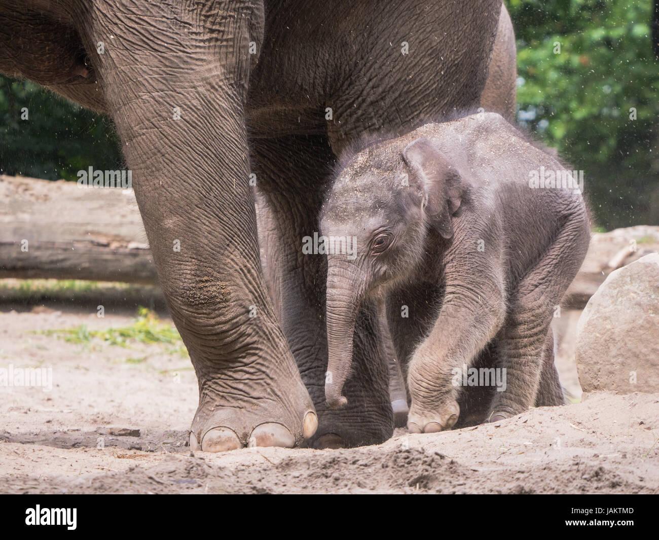 Baby elephant makes his first steps alongside his mother Stock Photo ...
