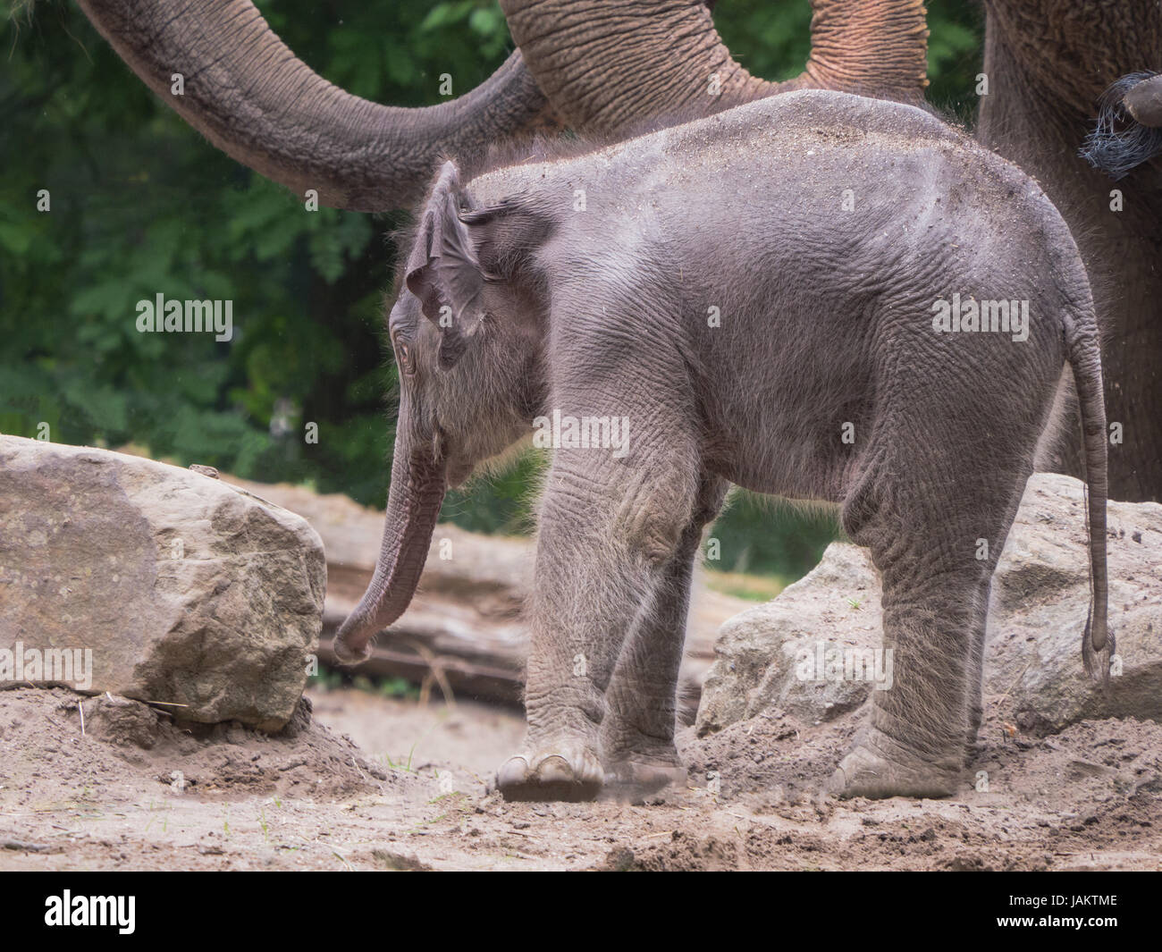 Baby elephant makes his first steps alongside his mother Stock Photo ...