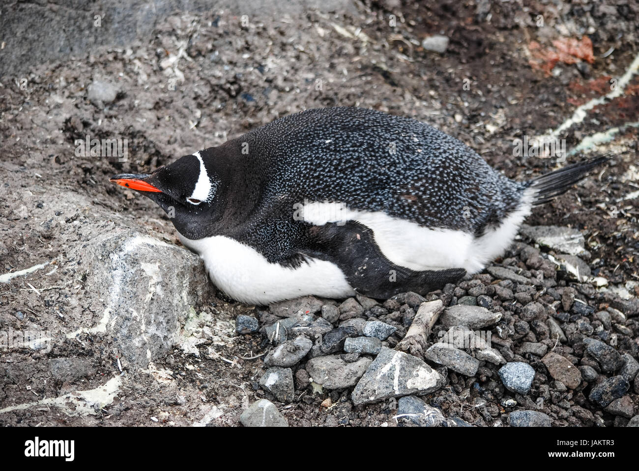 brooding jackass penguin rock nest on his,antarctica Stock Photo - Alamy