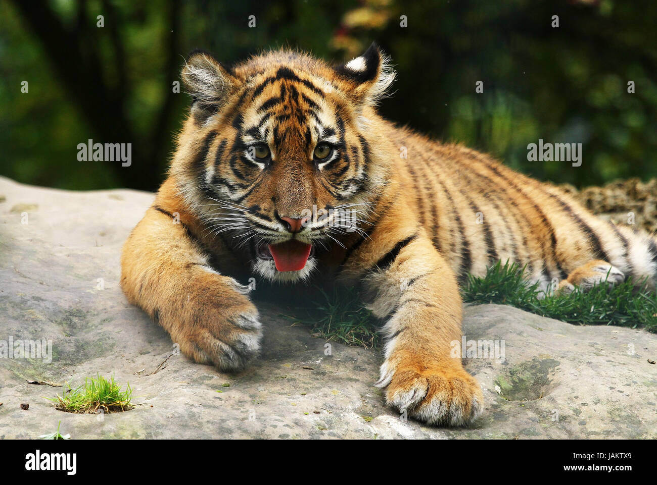 Tigeraugen hi-res stock photography and images - Alamy