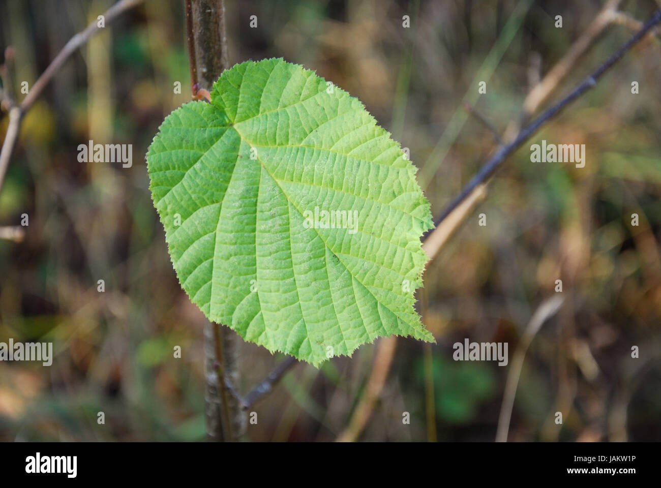 Hazel island hi-res stock photography and images - Alamy