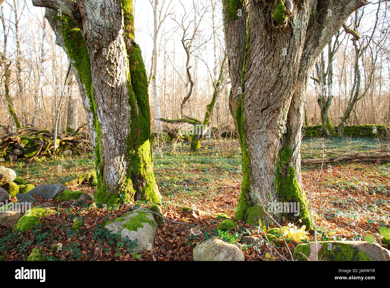 Two big old trees in an old garden at the swedish island Oland Stock ...