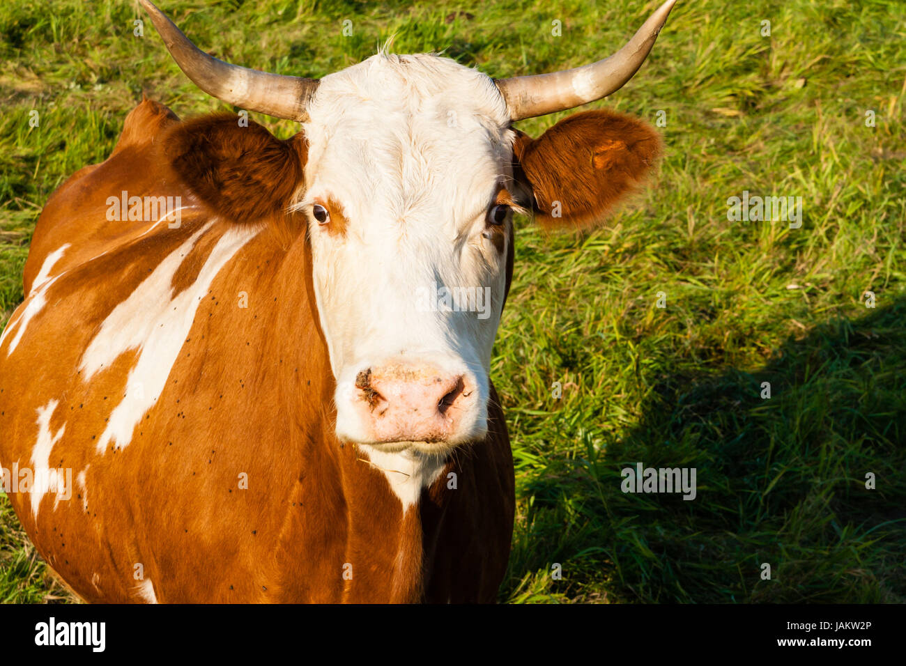 Kuh braun weiss hi-res stock photography and images - Alamy
