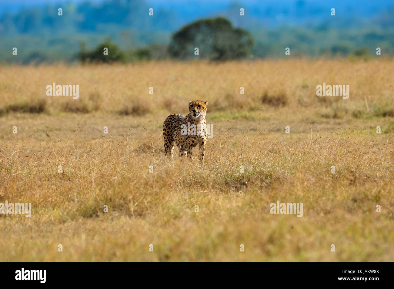 cheetah in the savanna of africa Stock Photo - Alamy