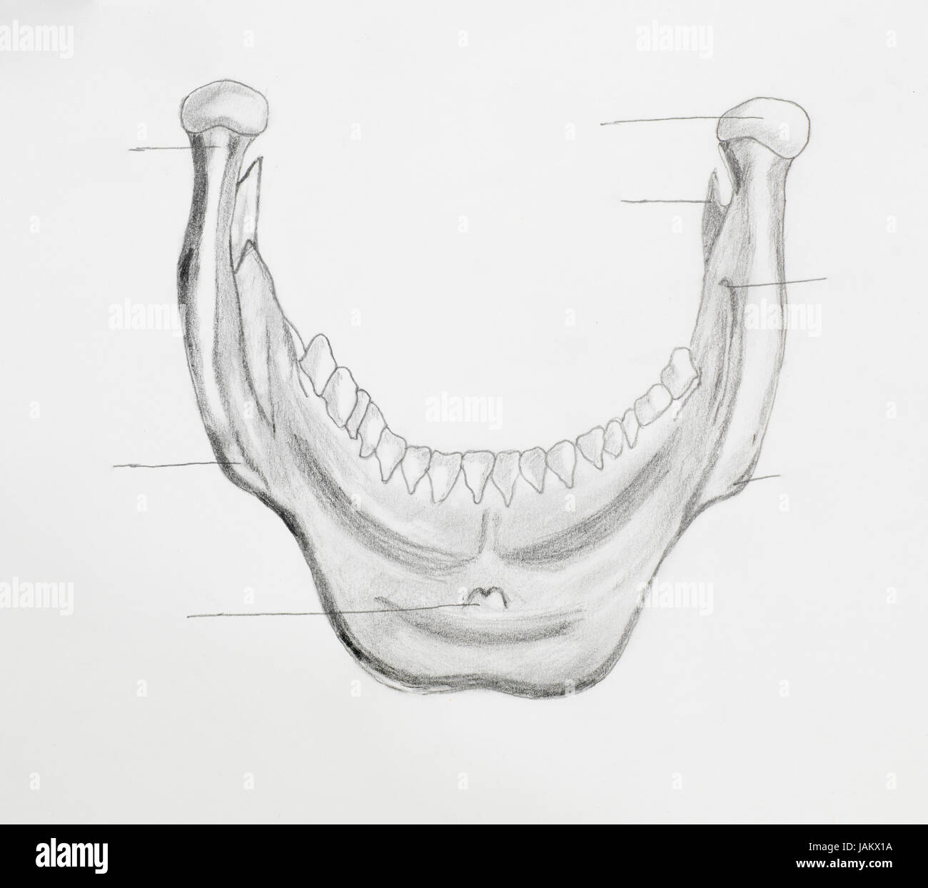 Detail of mandible pencil drawing on white paper Stock Photo - Alamy