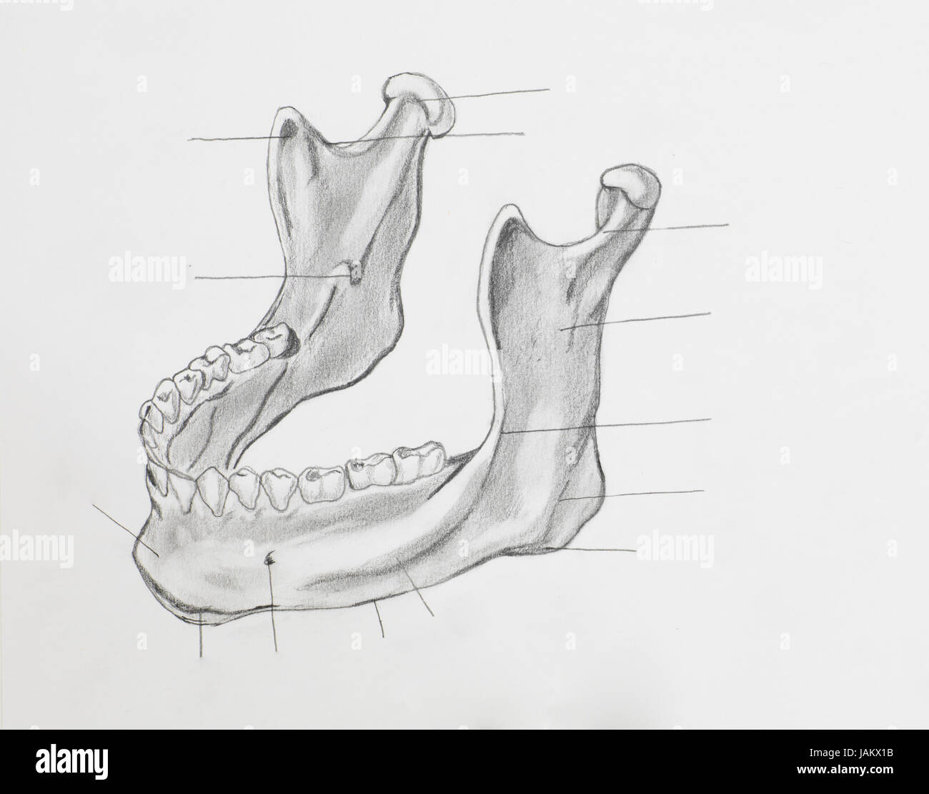 Detail of mandible pencil drawing on white paper Stock Photo - Alamy