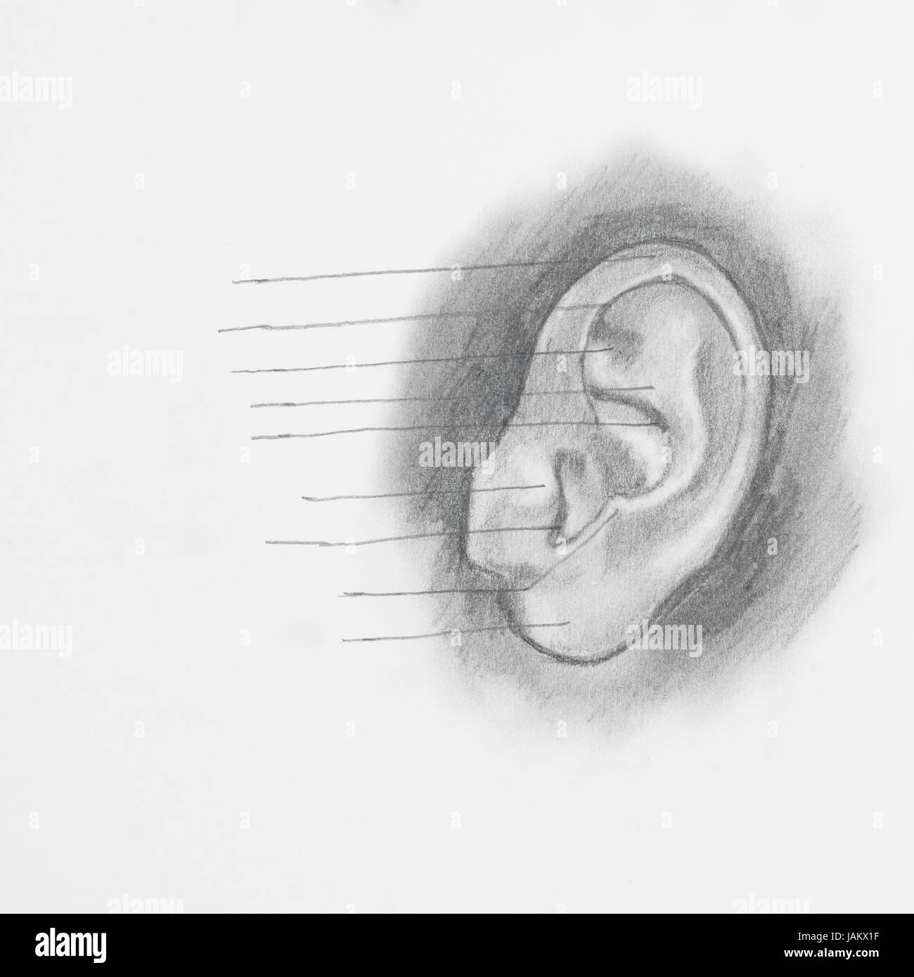 External auditory meatus hi-res stock photography and images - Alamy