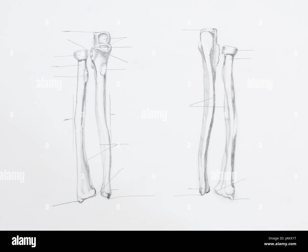 Detail of radius pencil drawing on white paper Stock Photo - Alamy