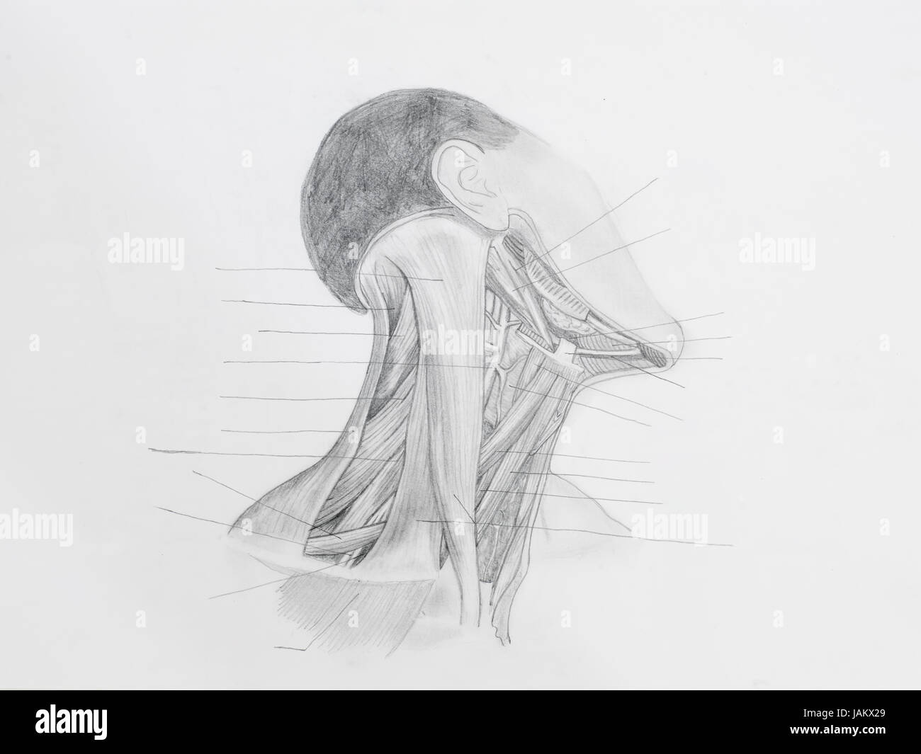 Human body muscles pencil drawing hi-res stock photography and images ...
