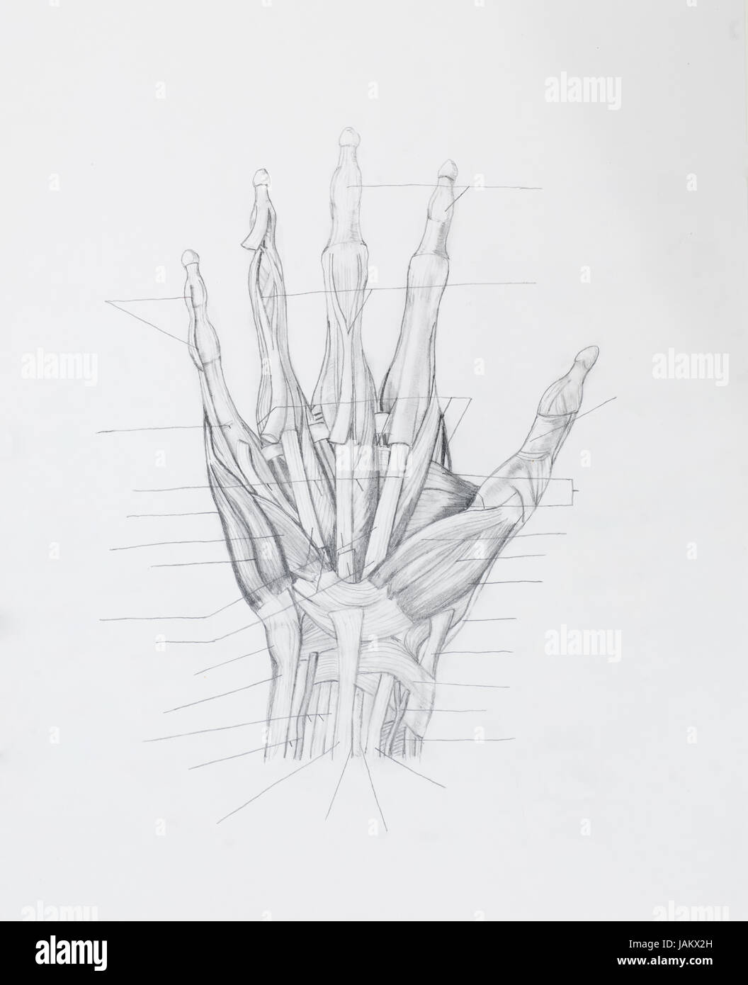 Detail of hand muscles tendons pencil drawing on white paper Stock ...
