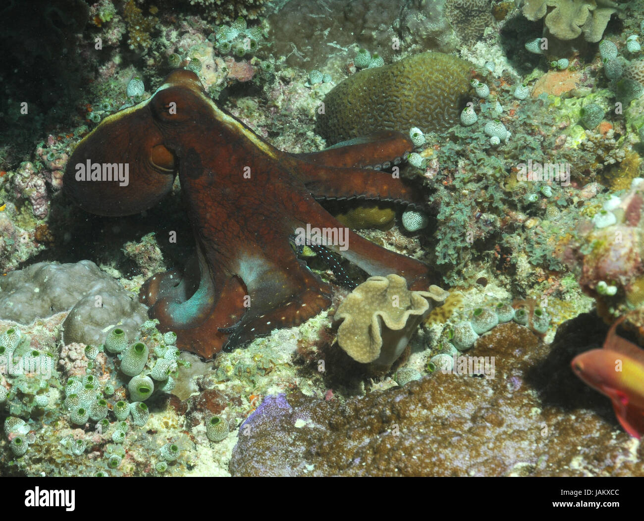 Kopffüßer hi-res stock photography and images - Alamy