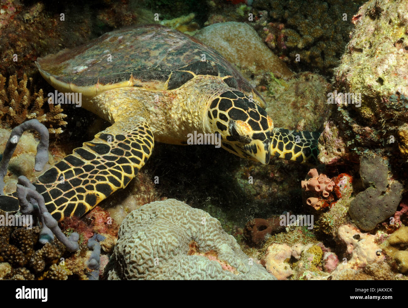 green sea turtle Stock Photo - Alamy
