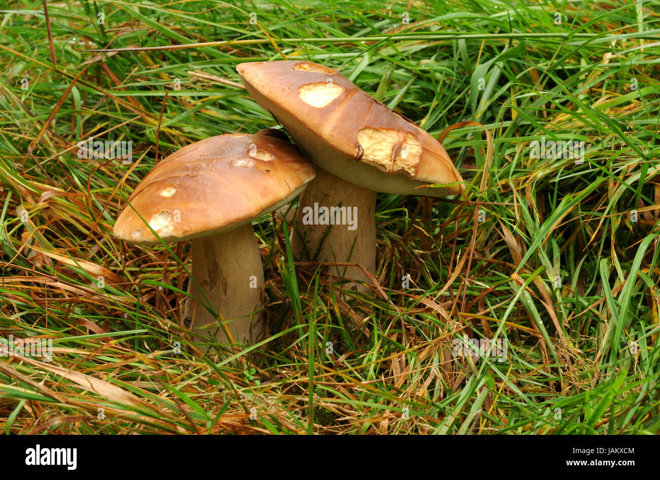 yellow boletus yellow boletuses Stock Photo - Alamy