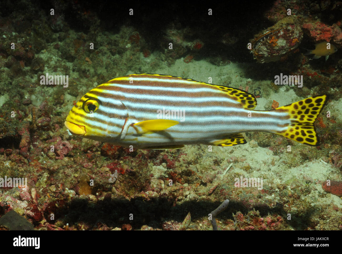 Atoll indonesia fish underwater hi-res stock photography and images - Alamy