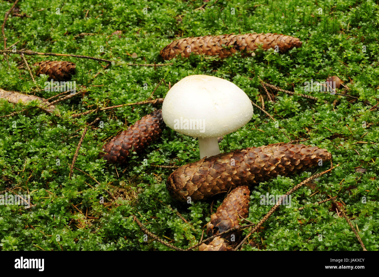 Grosser waldchampignon hi-res stock photography and images - Alamy
