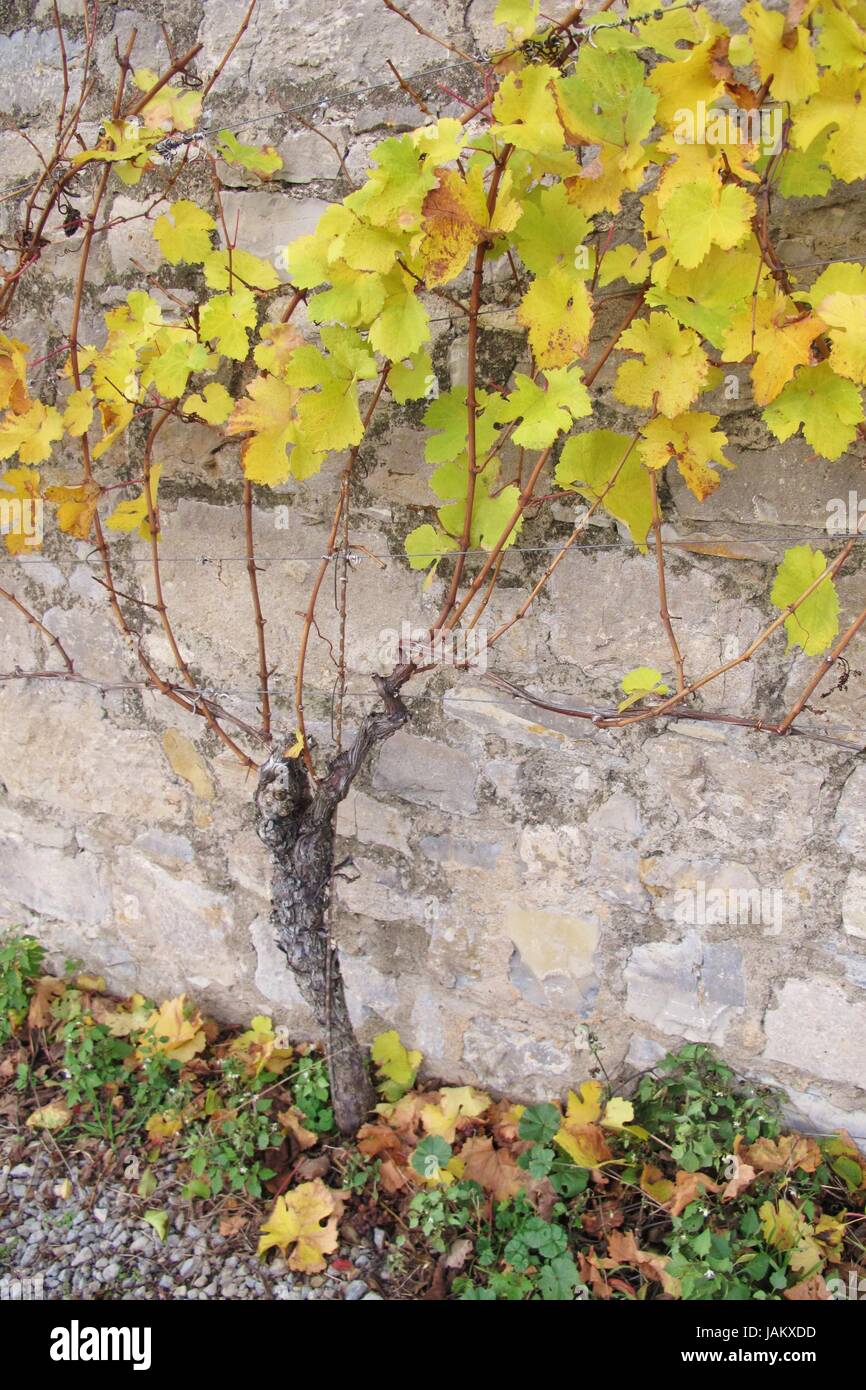 weinstock at castle wall Stock Photo - Alamy
