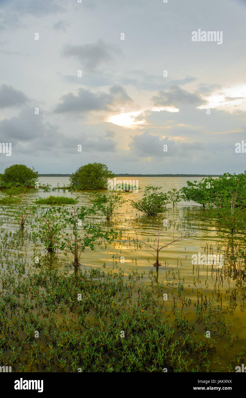 Wetlands in colombia hi-res stock photography and images - Alamy