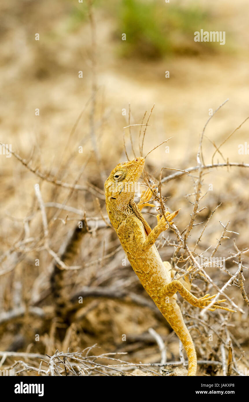 Closeup view of a small yellow lizard in La Guajira, Colombia Stock ...