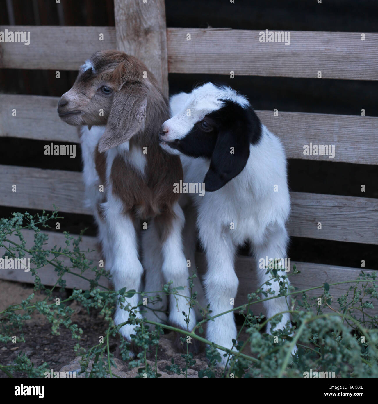 Caprinea hi-res stock photography and images - Alamy