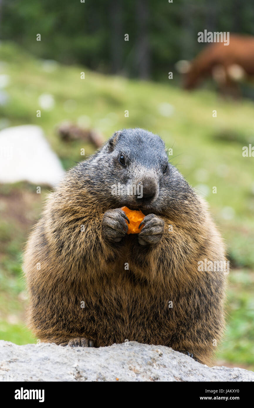 Bachlalm hi-res stock photography and images - Alamy