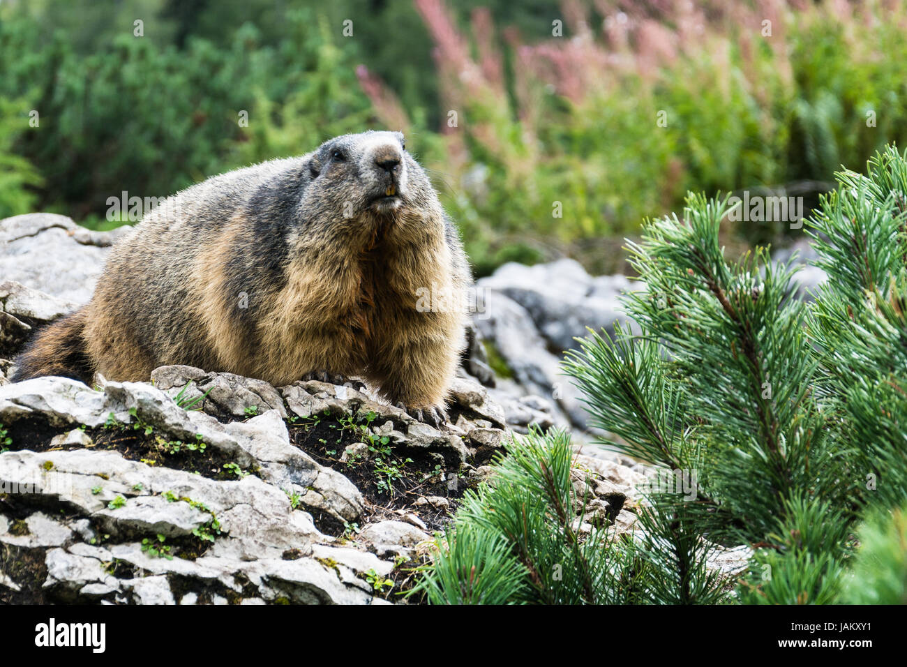 Bachlalm hi-res stock photography and images - Alamy