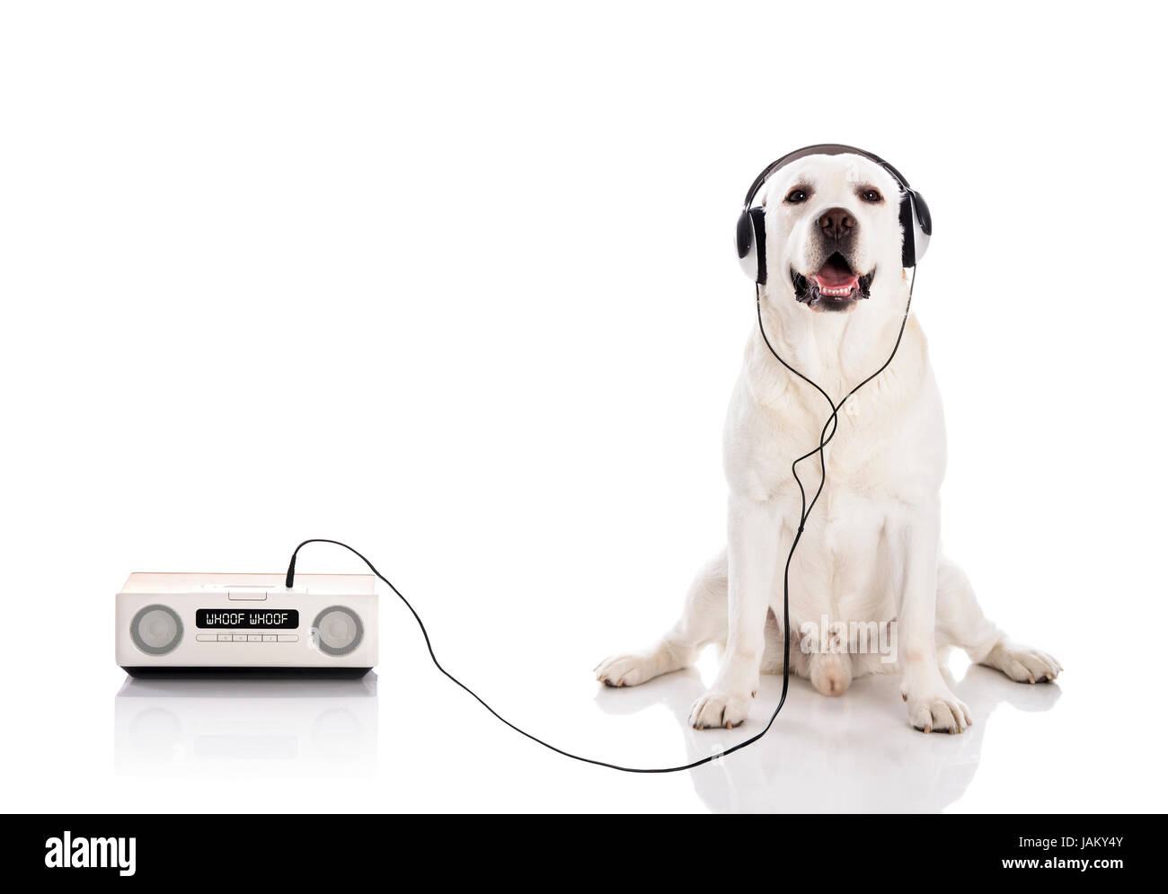 Dog listening music with headphone hi-res stock photography and images ...