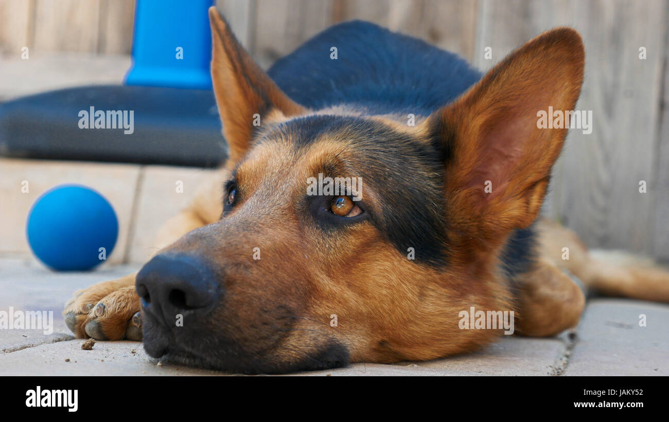 German shepherd laying down hi-res stock photography and images - Alamy